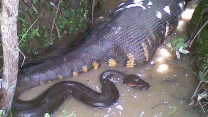 खौफनाक है मौत के बाद भी गाय के बदले की कहानी! अजगर ने शिकार तो कर लिया ...