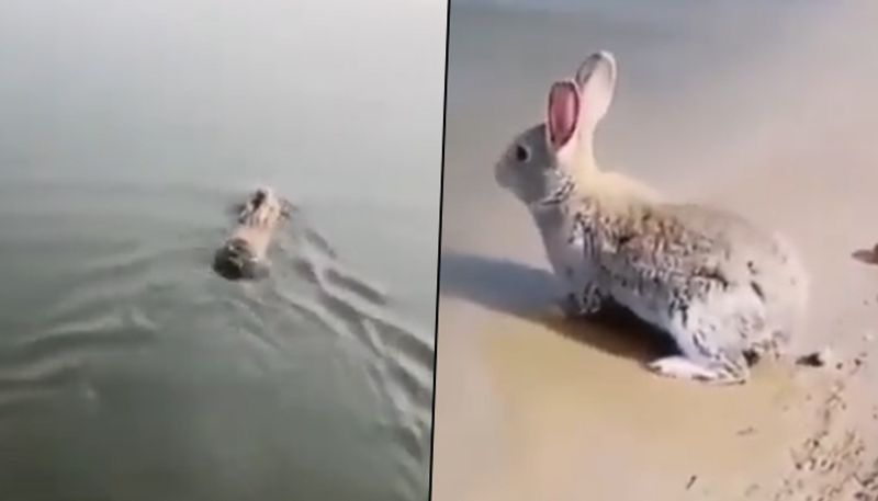 Can Rabbits swim? Watch this rare footage and be amuse | Asianet Newsable