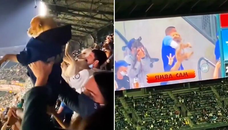 Pet dogs get featured in ‘Simba cams’ in a baseball game in Washington ...