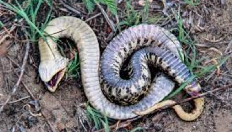 മൃഗങ്ങളിലെ നമ്പർ വൺ ആക്ടർ, ഈ പാമ്പുകളുടെ അഭിനയത്തിൽ ആരും വീഴും | The ...