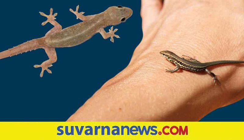 நம் உடலில் பல்லி விழும் பலன்கள் தெரியுமா? | Lizard Falling On Body ...