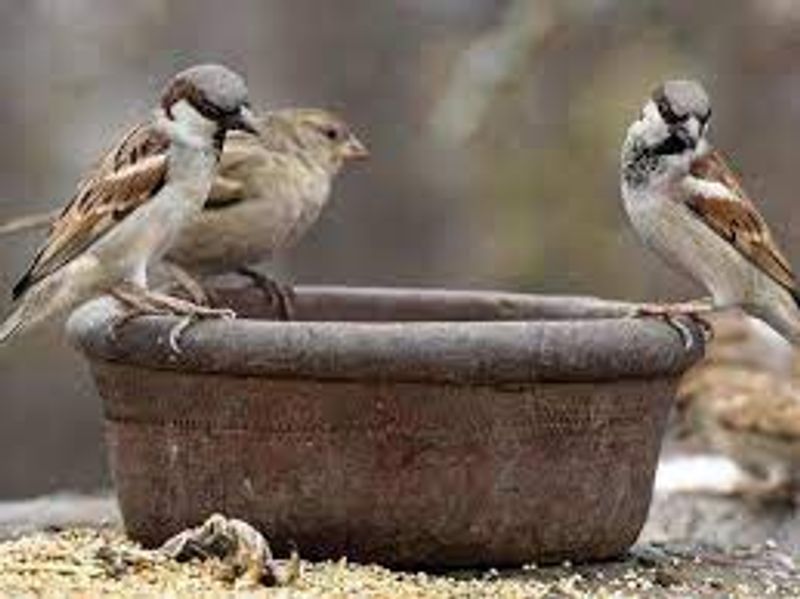 World Sparrow Day 2025: Why sparrows visiting your home are good for you and nature - Asianet ...