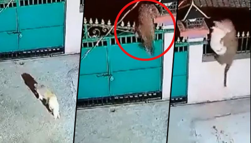 Leopard attacks pet dog after jumping over the gate; Chilling moment ...