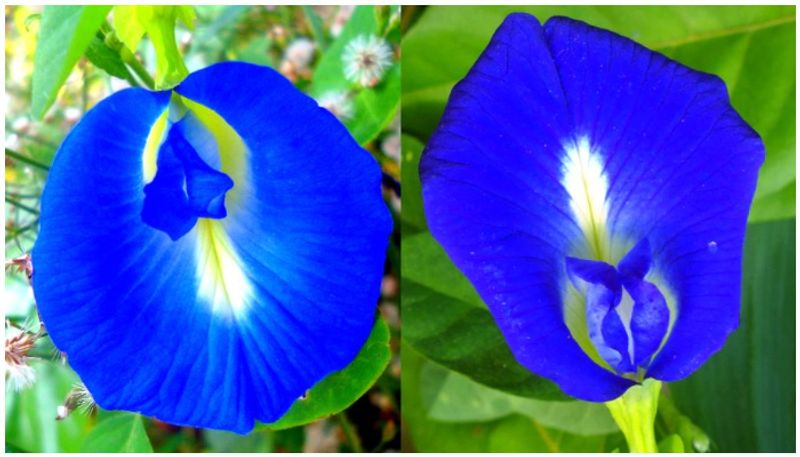 శంఖుపూల మొక్కతో ఆశ్చర్యకరమైన ఆరోగ్య ప్రయోజనాలు? | Know the health ...