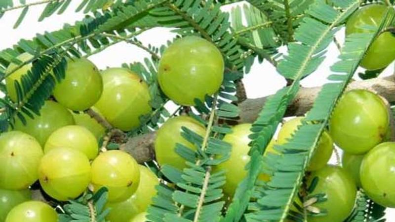 एक बार लगाएं ये पेड़ हर साल होगी 3 से 4 लाख रुपए की कमाई, 60 साल तक ...