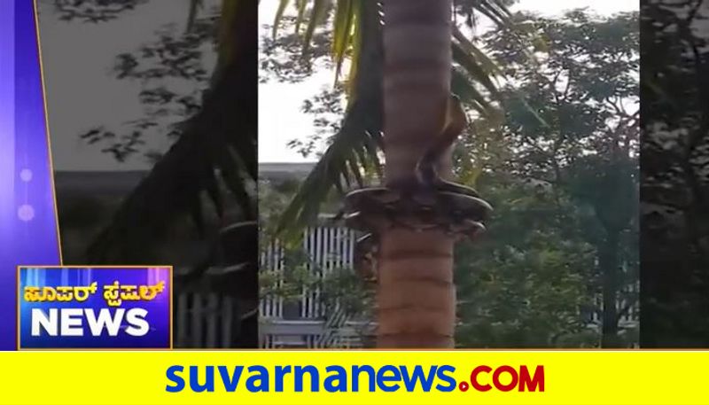 Python Climbs Tree: ಹೆಬ್ಬಾವುಗಳು ಅಡಿಕೆ ಮರ ಏರುವ ಸ್ಟೈಲ್‌ ನೋಡಿದ್ದೀರಾ ...