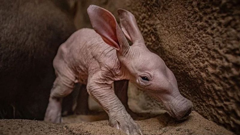 अजब-गजब: ब्रिटेन में जन्मा ऐसा अजीब जानवर, देखकर आ जाएगी हैरी पॉटर वाले ...