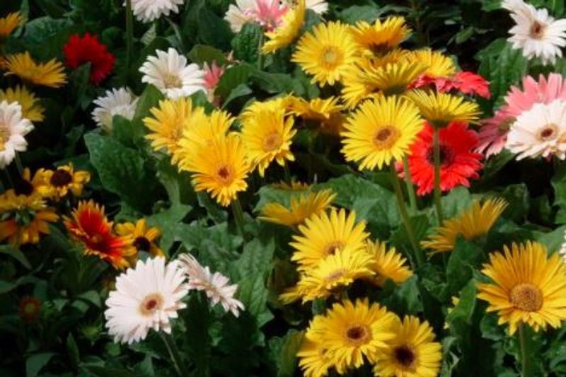 खबर खेती की : मार्केट में इस रंग-बिरंगे फूल की जबरदस्त डिमांड, लाखों ...