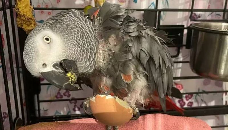 Jesse parrot : ഉടമ മരിച്ചു, ആകെ തകർന്ന് തത്ത, വാ തുറന്നാൽ തെറി, സ്വയം ...