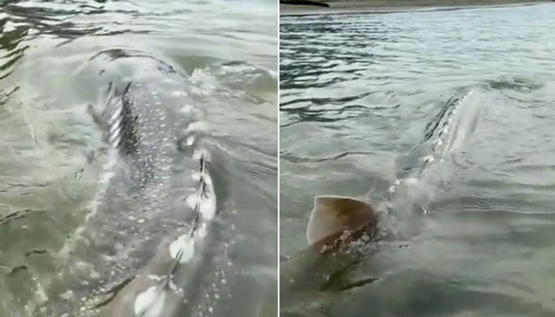 Watch: Giant sturgeon fish swims in North American river; leaves ...