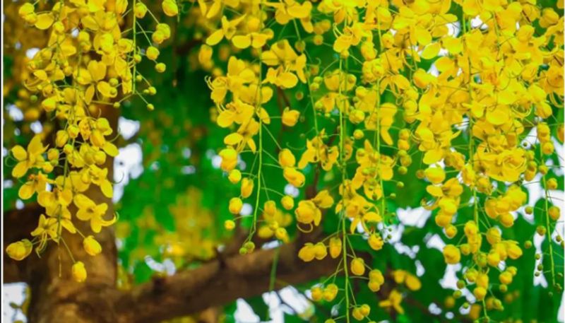 Vishu's Golden Emblem: The sacred beauty of Konna flowers - Asianet ...