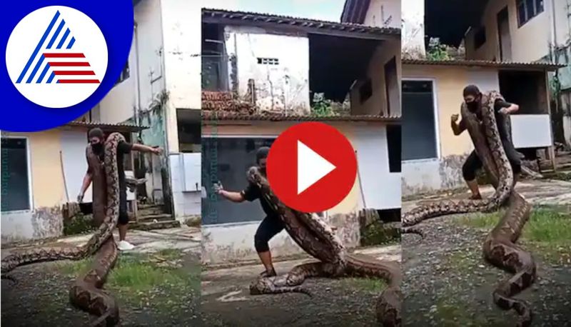 ಹೆಬ್ಬಾವೊಂದಿಗೆ ಯುವಕನ ಸರಸ : ಹೆಗಲಲ್ಲಿಟ್ಟುಕೊಂಡು ಸಖತ್ ಡಾನ್ಸ್ - Daring Man ...