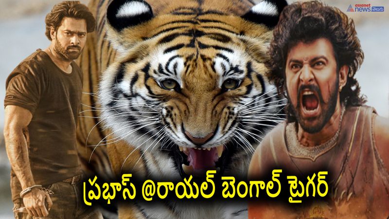 ప్రభాస్ క్రేజ్ వేరే లెవెల్ ... పులికి బాహుబలి స్టార్ పేరు | Royal ...