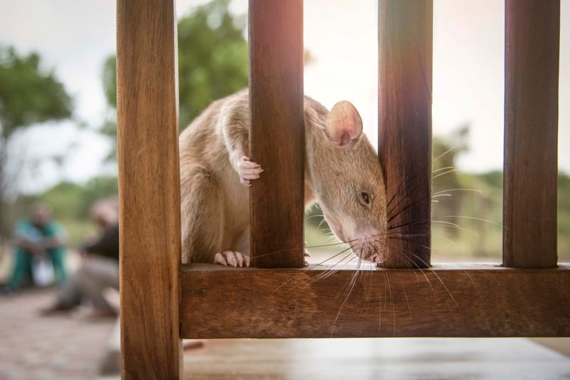 ഭൂകമ്പത്തില്‍ കുടുങ്ങിയ ആരെയും ഈ എലികള്‍ രക്ഷിക്കും, അത് പൂച്ച ആയാലും ...