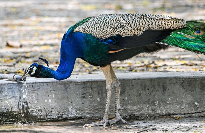 Peacock death; இறந்த மயிலை பார்த்துள்ளீர்களா? 'மயில் துயில்' குறித்து சித்தர்கள் சொல்லும் அரிய ...