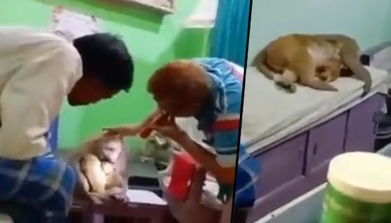Monkey takes its baby to doctor’s clinic; watch the adorable video ...