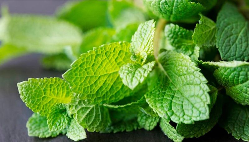Explore the magic of 'Pudina Leaves' in your daily life - Asianet Newsable