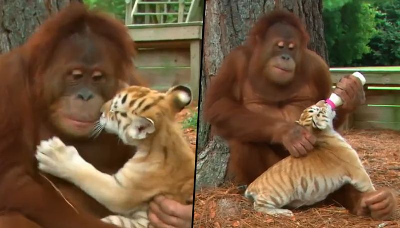 Orangutan babysits three Tiger cubs; heart-warming video will make your day