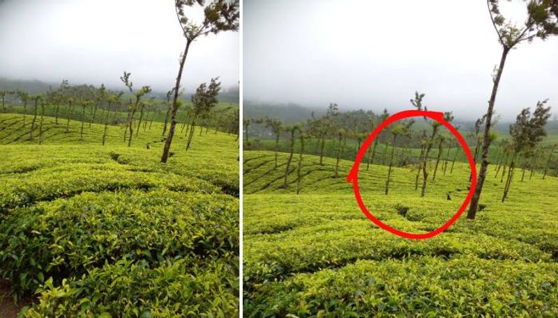 മൂന്നാർ ലോക്കാട് എസ്റ്റേറ്റിൽ കൊളുന്ത് നുള്ളുന്നതിനിടെ തൊഴിലാളികൾക്ക് ...