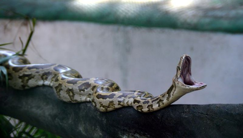 অজগর সাপের হরিণ খাওয়া, ভাইরাল হাওয়া এই ভিডিওয় এখন বুঁদ নেটিজেনমহল ...