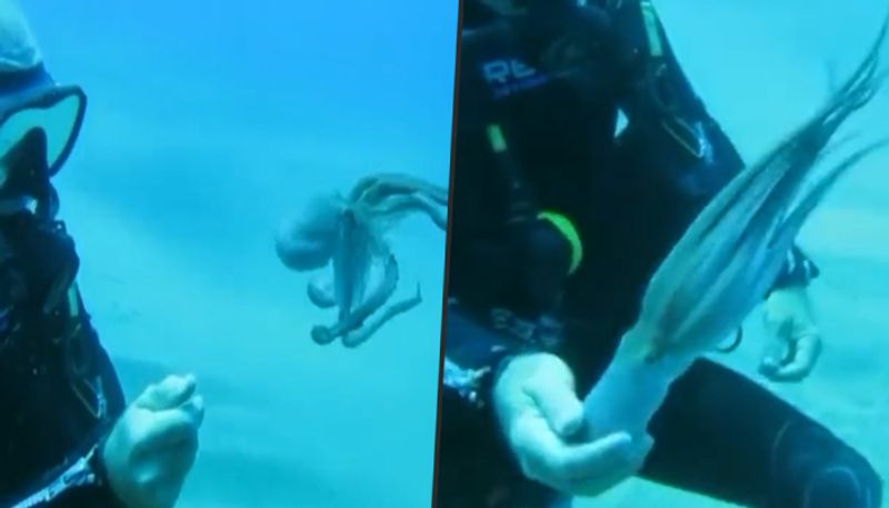 Adorable video of tiny Octopus playing with scuba diver goes viral