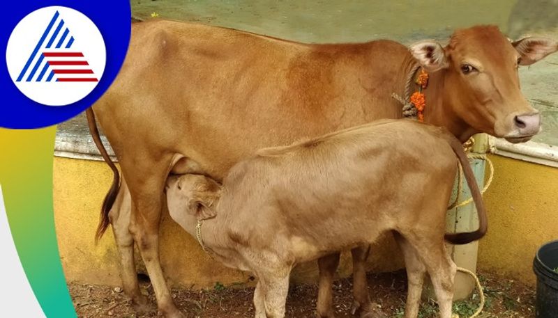 ಜಾನುವಾರು ಸಂರಕ್ಷಣೆ: ಪುಣ್ಯಕೋಟಿ ದತ್ತು ಯೋಜನೆಗೆ ಜು. 28 ಚಾಲನೆ | Karnataka ...