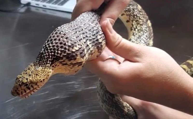 सांप की अजीबो-गरीब हालत देख घबरा गए अधिकारी, निगल ली थी ऐसी चीज.. पड़ ...