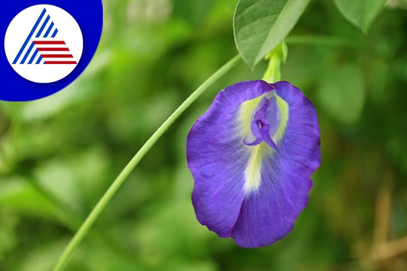 sangu poo vastu benefits : மணி பிளான்ட்டுக்கு அடுத்தபடியாக "இந்த ...