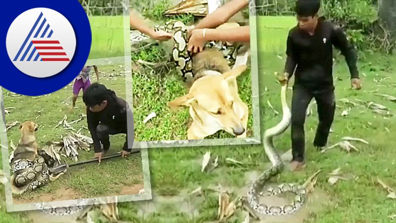 ಹೆಬ್ಬಾವಿನಿಂದ ಸಾಕುನಾಯಿ ರಕ್ಷಿಸಿದ ಬಾಲಕರು: ನೋಡಿ ಬಾಲಕರ ಶೌರ್ಯದ ವಿಡಿಯೋ - 3 ...