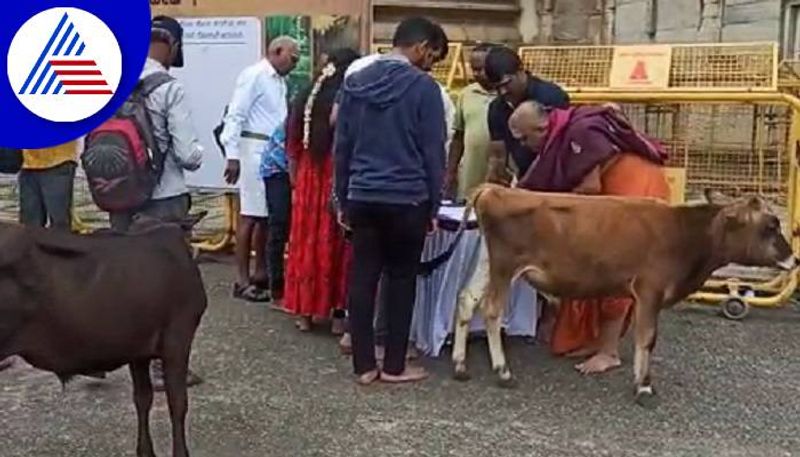 ಹಸುಗಳ ಮೇಲೆ ಕಟುಕರ ಕಣ್ಣು: ಗೋ ಶಾಲೆ ತೆರೆಯಲು ಯುವ ಬ್ರಿಗೇಡ್ ಆಗ್ರಹ - Youth ...