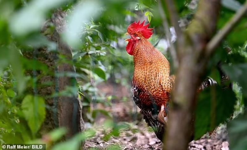 Woman angry on crowing rooster filed complaints ಮಹಿಳೆ ದೂರಿಗೆ ಪಾಲಿಕೆ ...