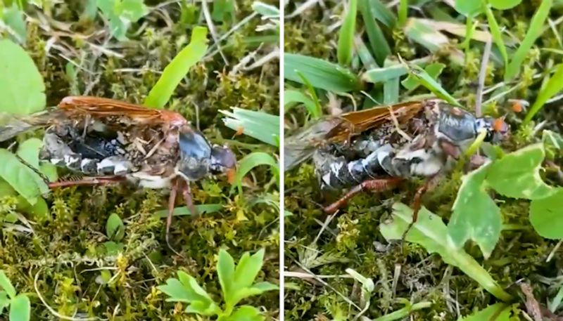 Video of zombie bug moving over grassland goes viral; Netizens are left ...