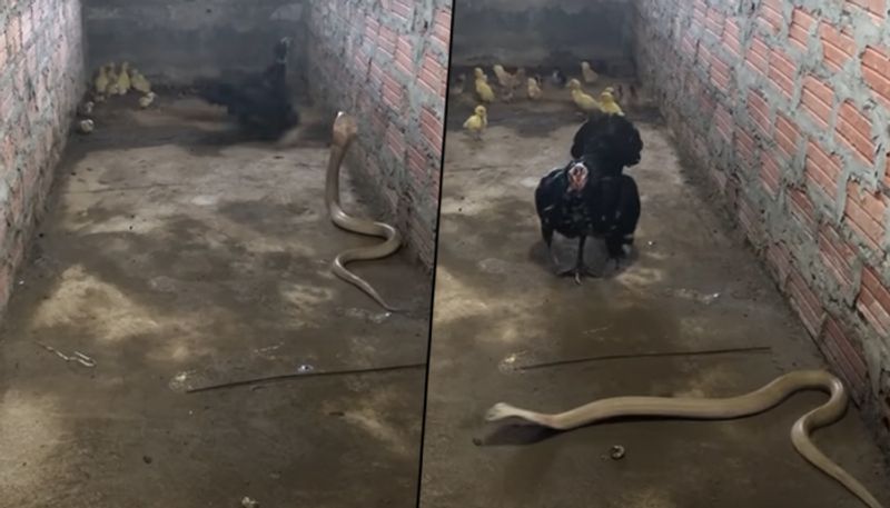 Mother chicken ferociously fights with King Cobra to save her chicks ...
