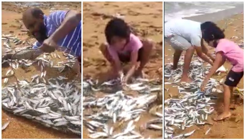 മുതലാളീ... ചങ്ക ചക ചക! തീരത്തേക്ക് അടിച്ച് കയറി നമ്മുടെ മത്തി ...