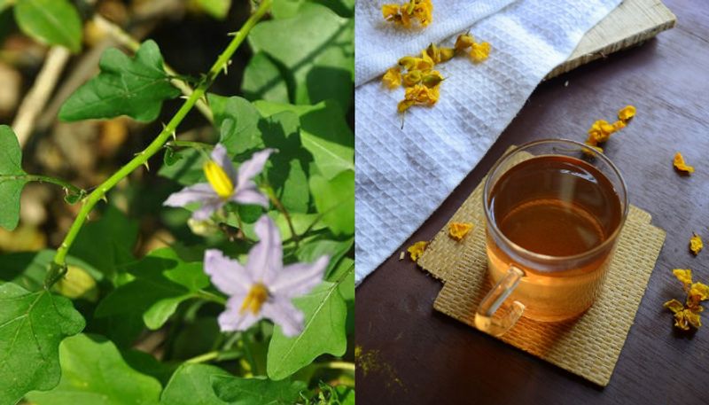 Thuthuvalai benefits: நீரழிவு பிரச்சனைக்கு தீர்வு தரும் தூதுவளை ...