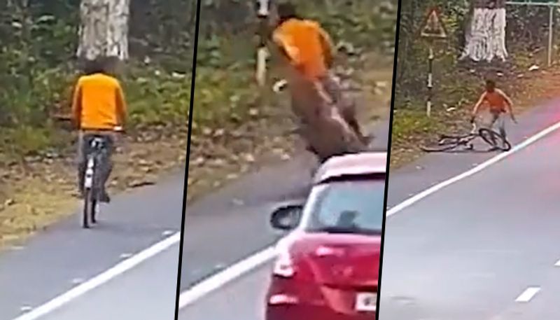 Watch: Leopard jumps on a man riding a bicycle near Kaziranga Tiger ...