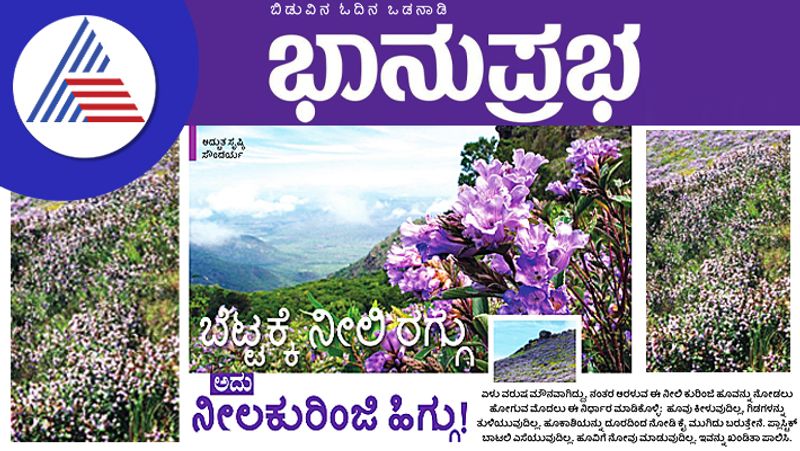 Chikkamagaluru Neelakurinji ಬೆಟ್ಟಕ್ಕೆ ನೀಲಿ ರಗ್ಗು, ಅದು ನೀಲಕುರಿಂಜಿ ಹಿಗ್ಗು ...