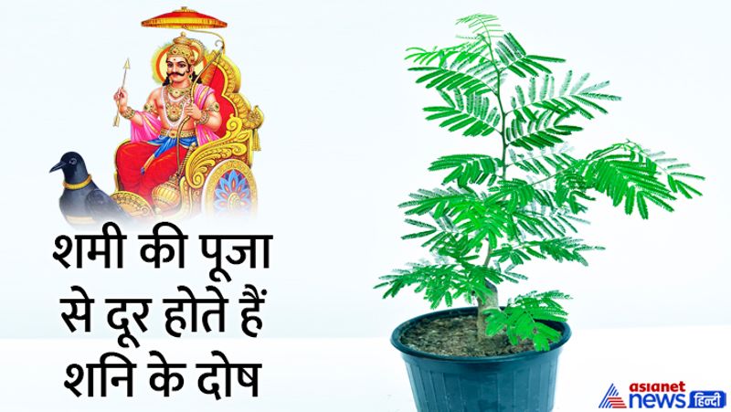 Shami Puja 2022: दशहरे पर क्यों की जाती है शमी वृक्ष की पूजा? जानें ...