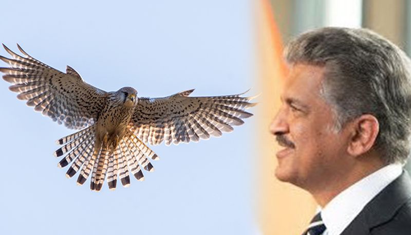 'Keep your head stable, mind clear...' Anand Mahindra's shares Monday ...