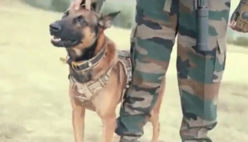 Army assault dog Zoom, who pinned down terrorists in Kashmir, is ...