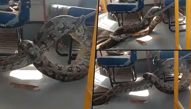 Watch: Giant python crawls inside UP school bus; rescued