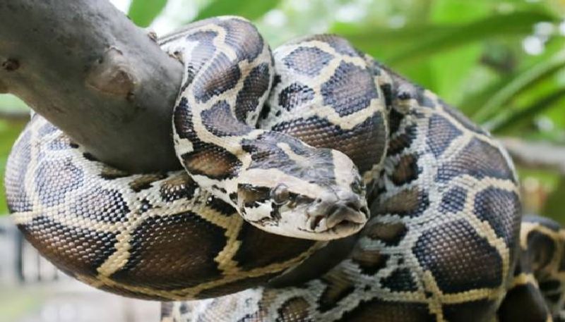 Python:5 அடி நீள முதலையை ‘அப்படியே’ விழுங்கிய பர்மா மலைப்பாம்பு ...