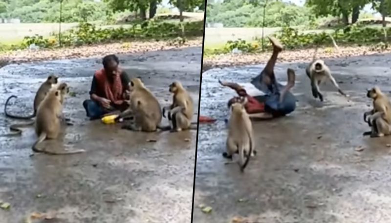 Monkey attack man after he refused to give chips; hilarious video goes ...