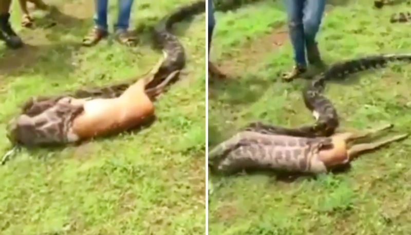 Watch: Python swallows deer in seconds; terrifying video leaves ...