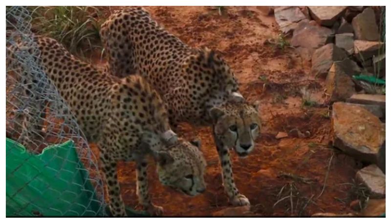 No health complications reported in 8 cheetahs introduced to Kuno ...