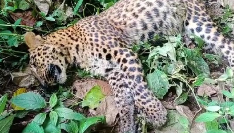 മഞ്ചുമലയിലെ പുലി ചത്തത് കരള്‍, ശ്വാസംകോശം എന്നിവയിലെ അണുബാധയ്ക്ക് ...