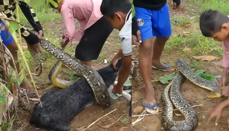 ಹೆಬ್ಬಾವಿನ ಸುಳಿಯಿಂದ ಮೇಕೆಯನ್ನು ರಕ್ಷಿಸಿದ ಮೂವರು ಸಾಹಸಿ ಬಾಲಕರು - watch heart ...