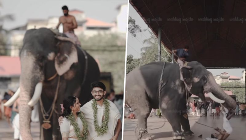 Newly-wed Kerala couple's photoshoot captures elephant attack; video ...