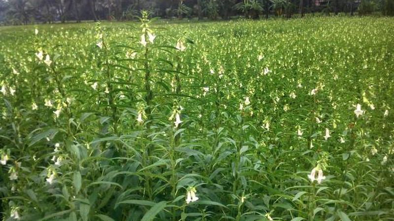 'എള്ള് വിതയ്ക്കാം, നേട്ടവും കൊയ്യാം', ഓ ണാ ട്ടു ക ര എ ള്ളി ന്' ഇനി പ്രി ...