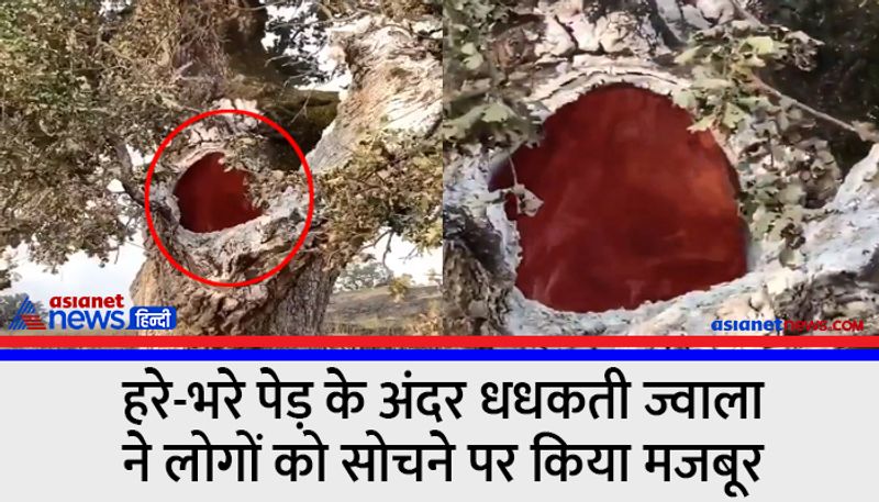 हरे-भरे पेड़ के अंदर धधकती ज्वाला ने लोगों को सोचने पर किया मजबूर ...